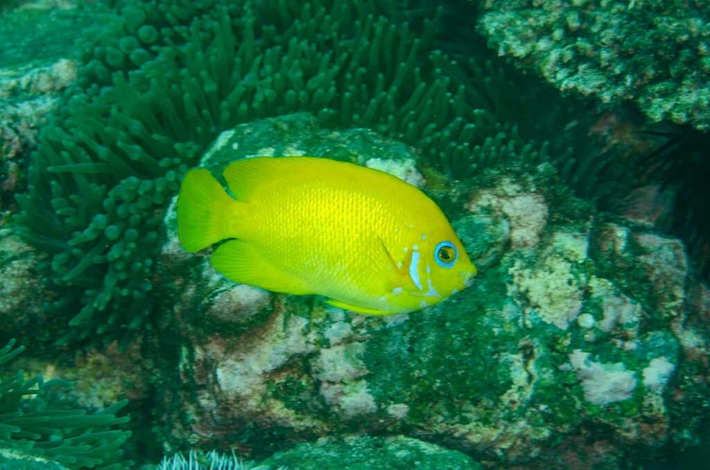 Lemonpeel Angelfish from North Solitary Island, New South Wales ...