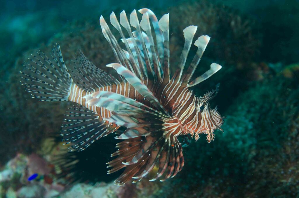 Common Lionfish from North Solitary Island, New South Wales, Australia ...