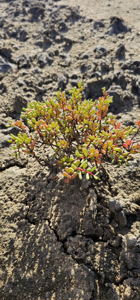 Suaeda arbusculoides from Agnes Water QLD 4677, Australia on March 2 ...