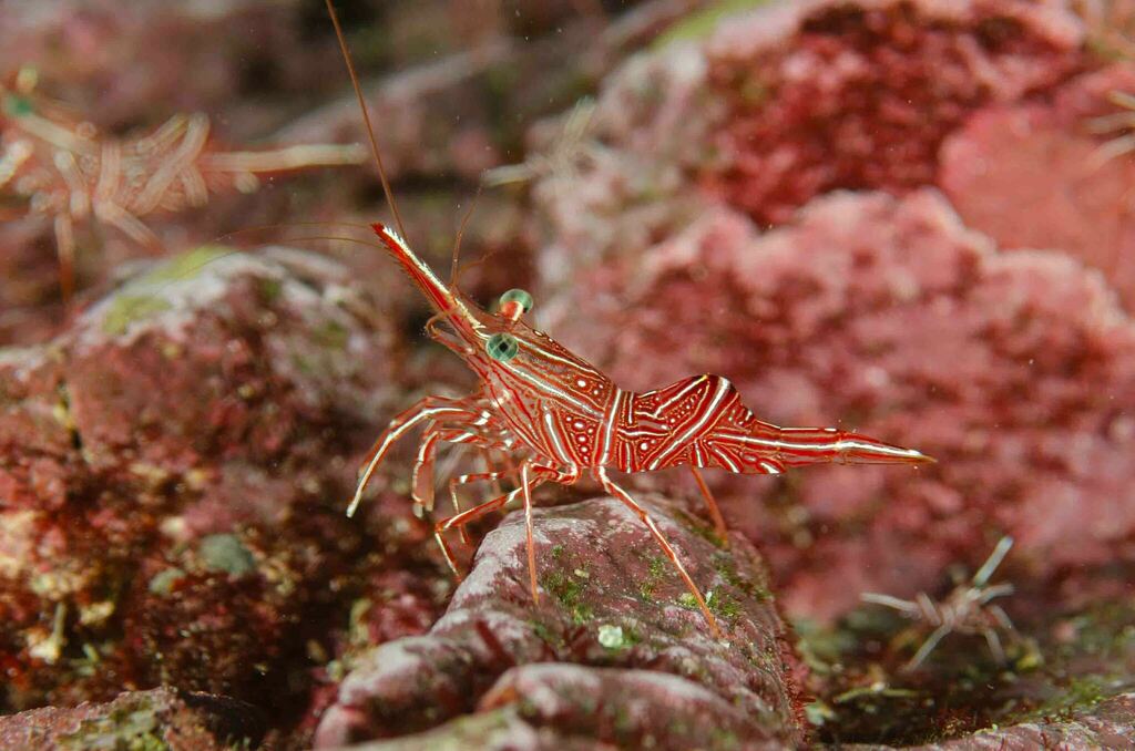 Durban dancing shrimp from North Solitary Island, New South Wales ...