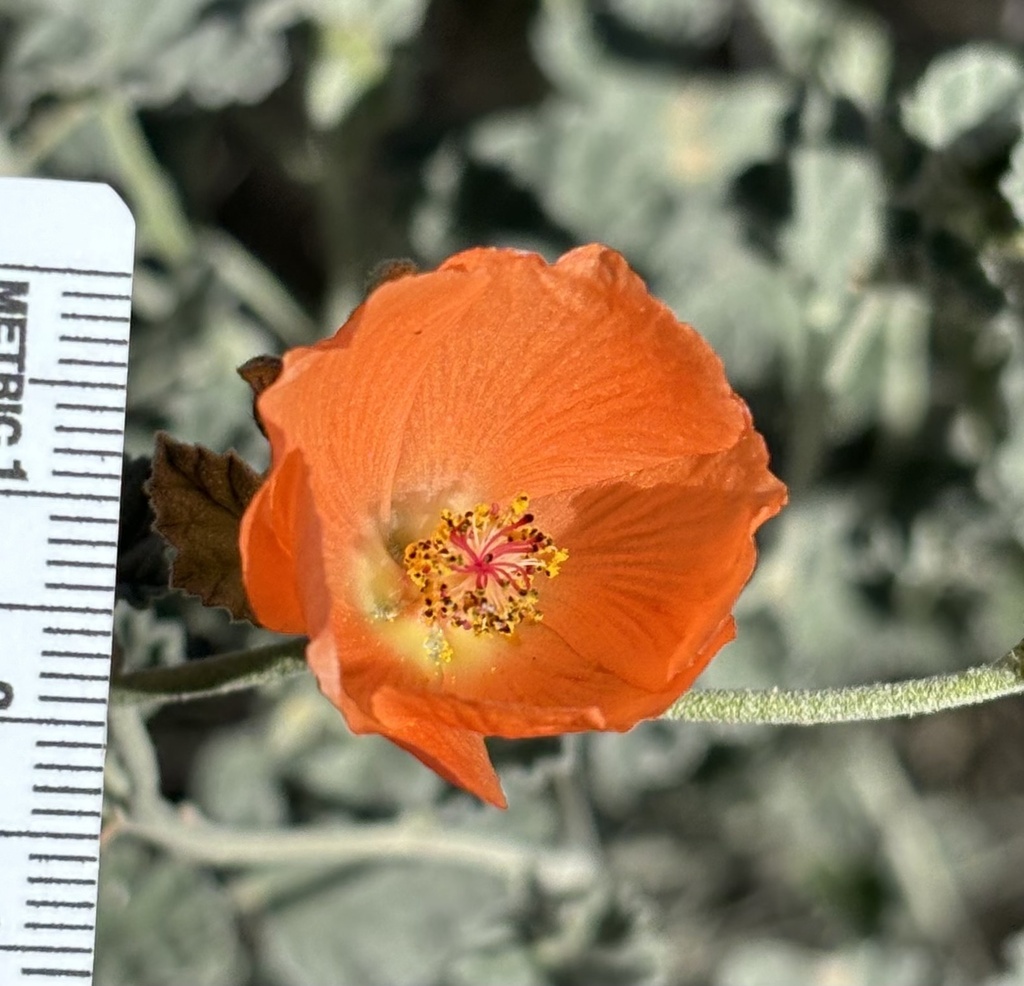 apricot mallow from Sand to Snow National Monument, Morongo Valley, CA ...