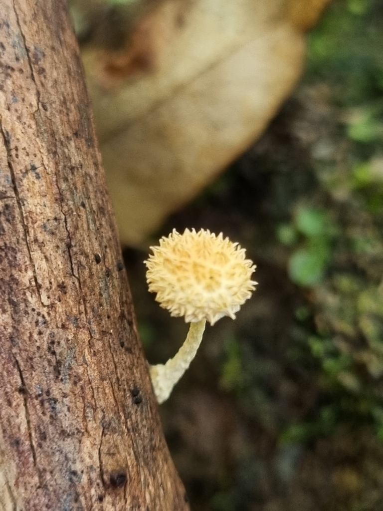 Golden-scruffy Collybia from Bridges QLD 4561, Australia on March 2 ...