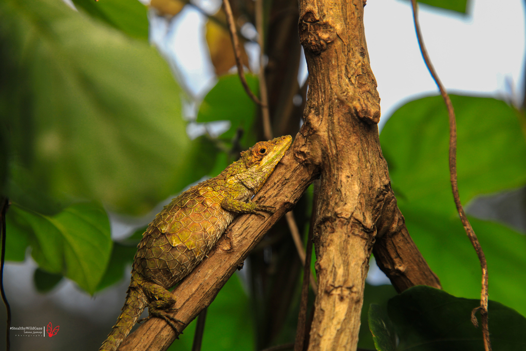 Pygmy Lizard in February 2024 by Sakuna Nethraja Gamage · iNaturalist