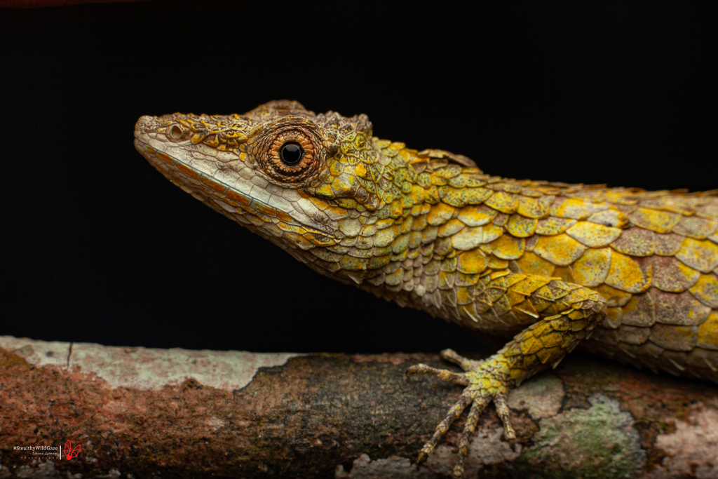 Pygmy Lizard in February 2024 by Sakuna Nethraja Gamage · iNaturalist