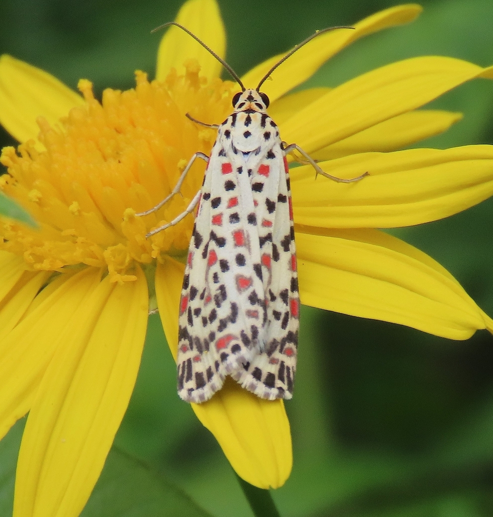 Heliotrope Moth from Wallaga Lake NSW 2546, Australia on March 1, 2024 ...