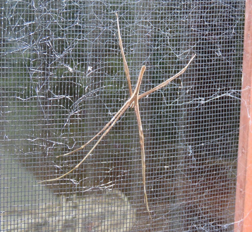 Rufous Net-casting Spider from Wallaga Lake NSW 2546, Australia on ...