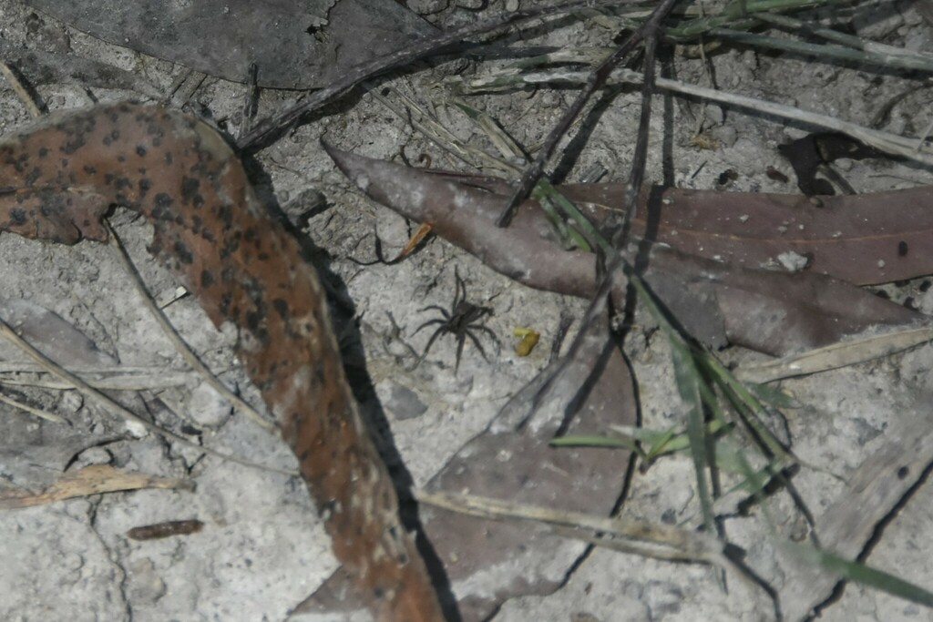 Rta clade from Verrierdale QLD 4562, Australia on March 2, 2024 at 01: ...