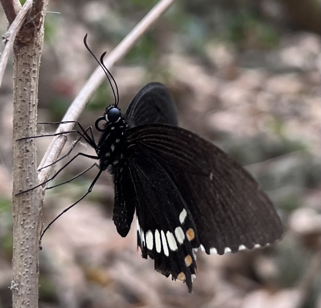 Common Mormon Swallowtail from 壽山國家自然公園, 鼓山區, KHH, TW on March 2, 2024 ...