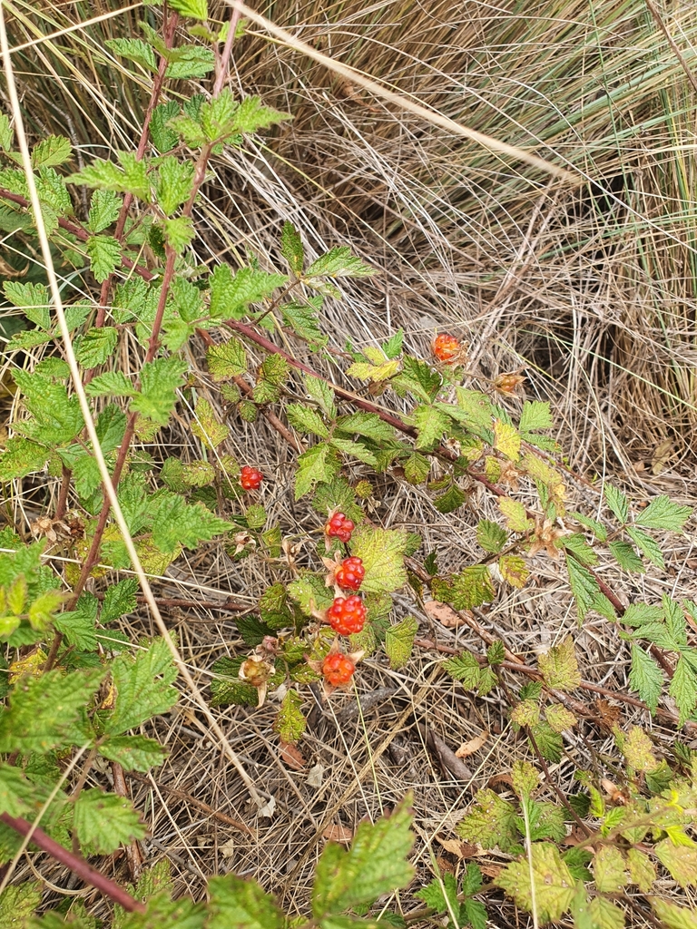 small-leaf bramble from Bimberi NSW 2611, Australia on March 2, 2024 at ...
