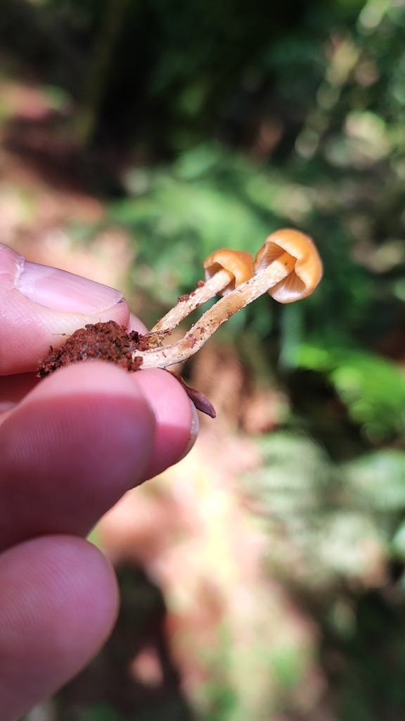 drunken mushroom from São Cristóvão, Guarapuava - PR, 85063, Brasil on ...