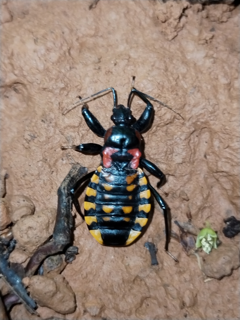 Winged and Once-winged Insects from Provincia de Puntarenas, Finca ...