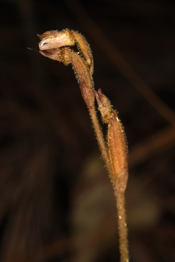 Cyclopogon from El Tular - Santuario Natural on February 6, 2024 at 11: ...