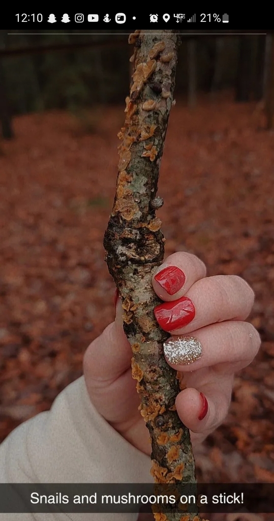 Common Land Snails and Slugs from Central District, VA, USA on March 2 ...