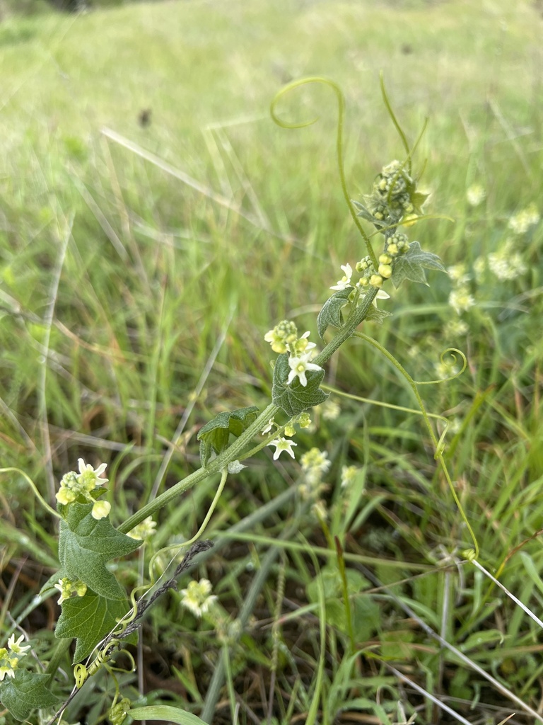 California manroot from Mount Diablo State Park, Walnut Creek, CA, US ...