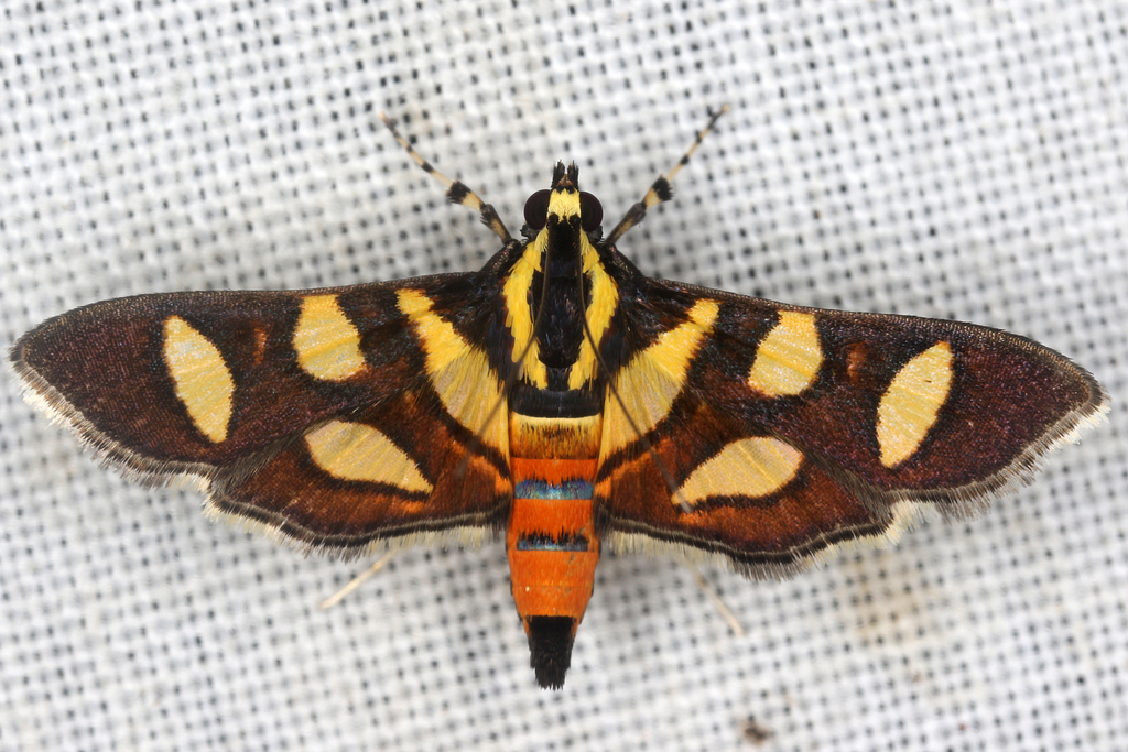Orange-spotted Flower Moth from Costa Rica, El Copal on February 21 ...