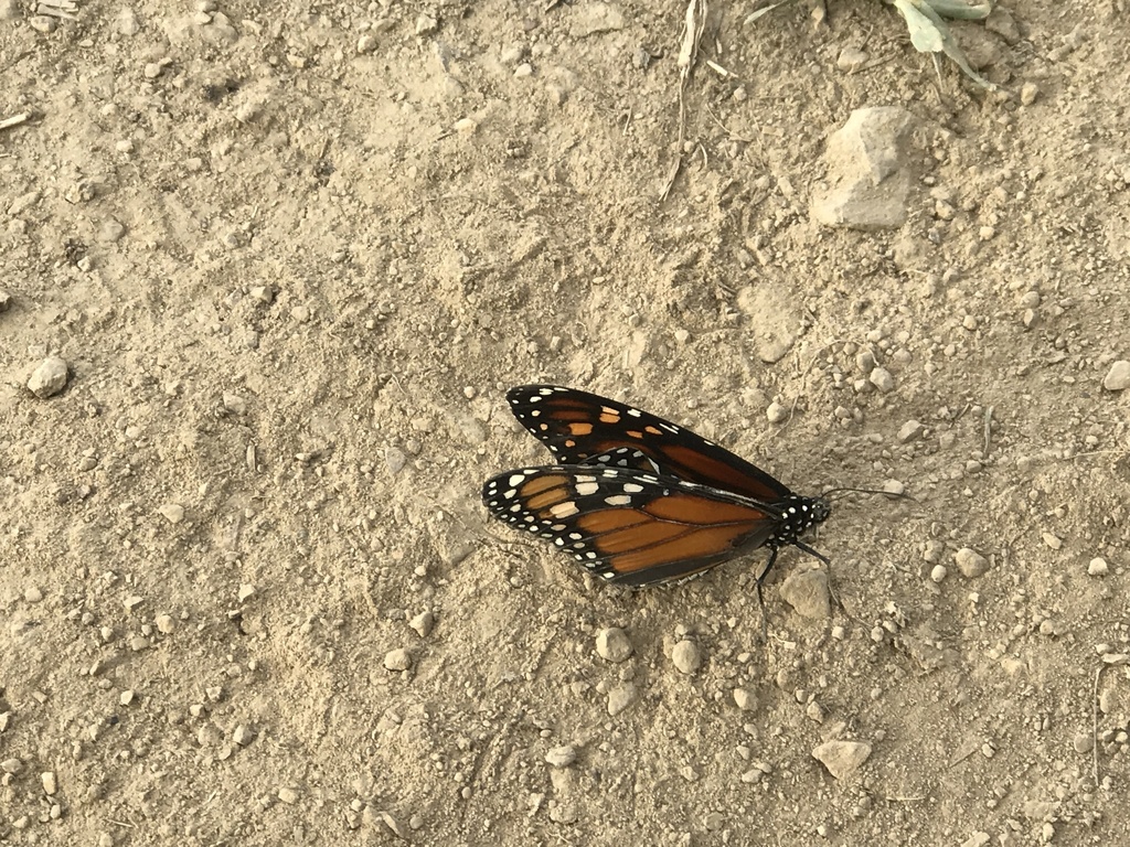 Monarch in September 2017 by Jolene Connelly · iNaturalist