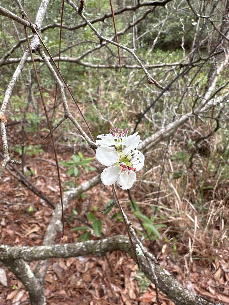 Mayhaw from Picayune, MS, US on March 2, 2024 at 11:52 AM by Michele ...