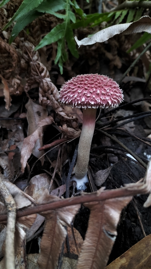 Boletellus deceptivus in March 2024 by RH. Seen growing on the base of ...