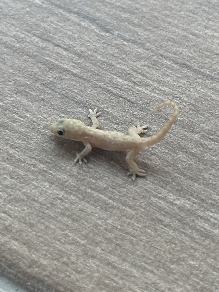 Asian House Gecko from Palestina, Palestina, Caldas, CO on March 2 ...