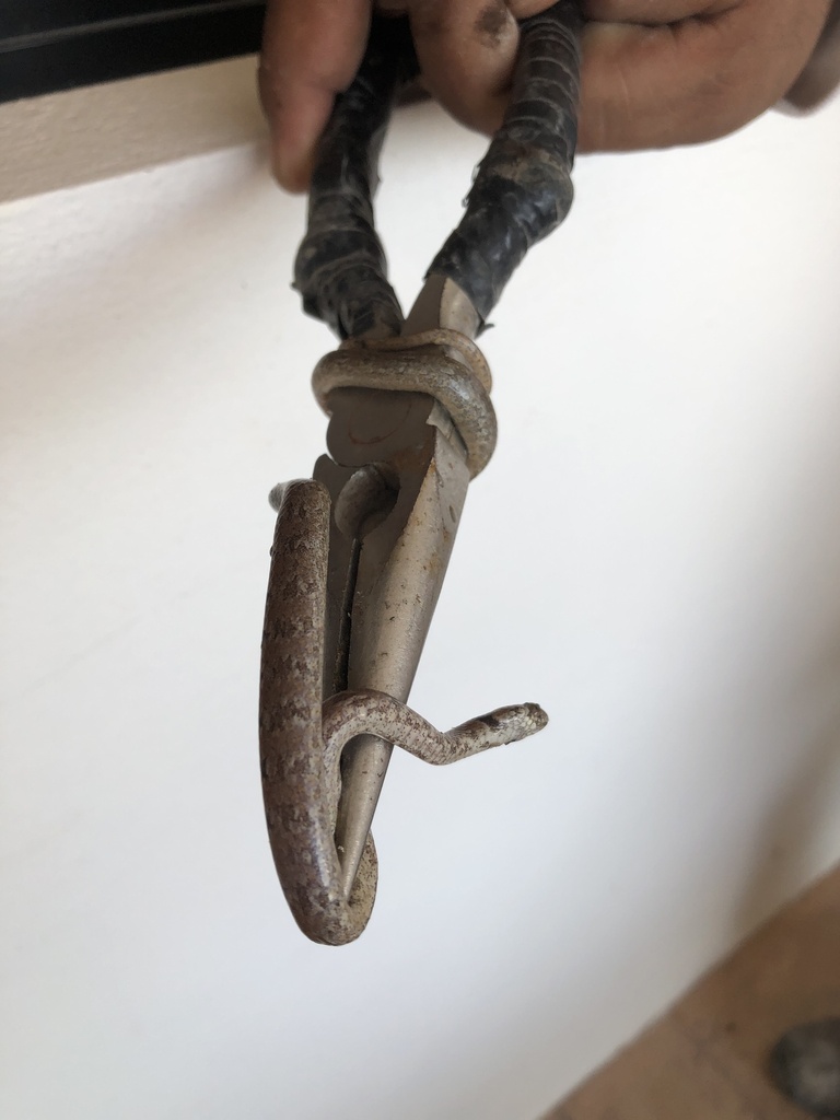 Pygmy Snail Sucker from Cholul, Cholul, Yuc., MX on March 2, 2024 at 05 ...