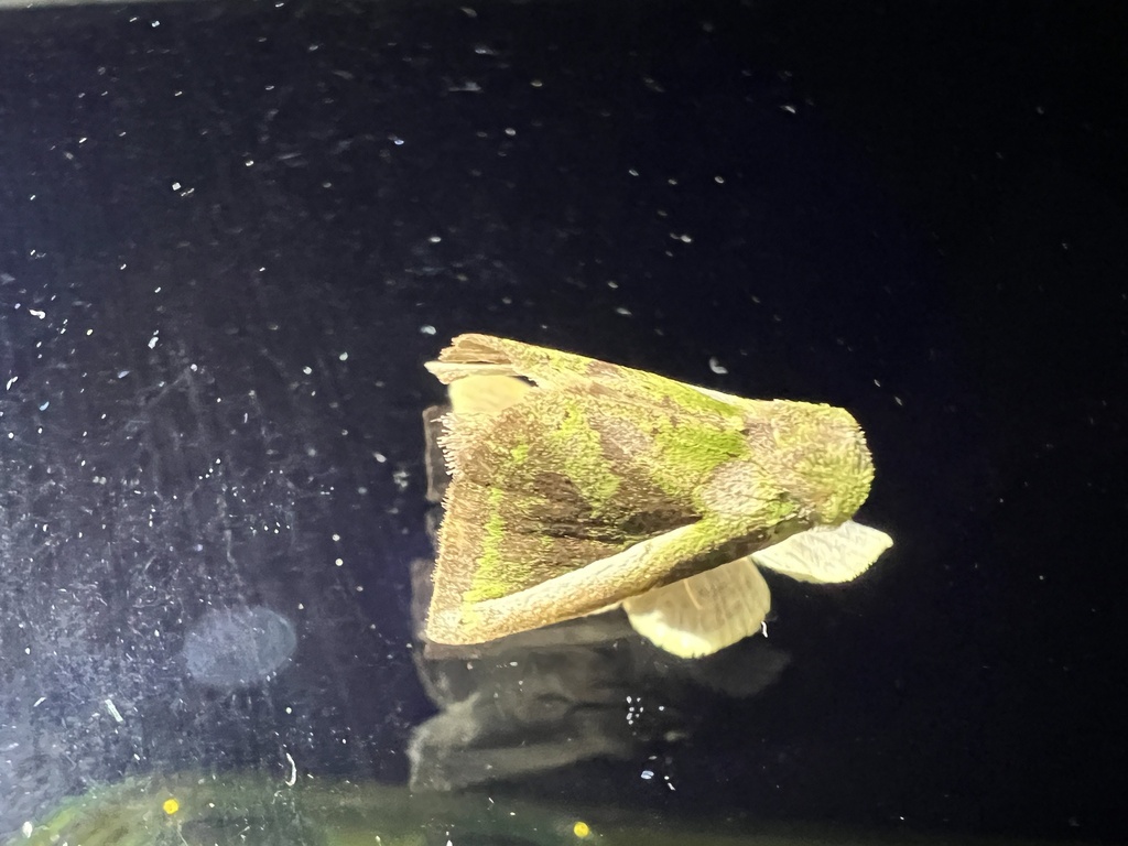 Gopha mixtipennis from Avenida João Scucato Coradin, Campina Grande Do ...