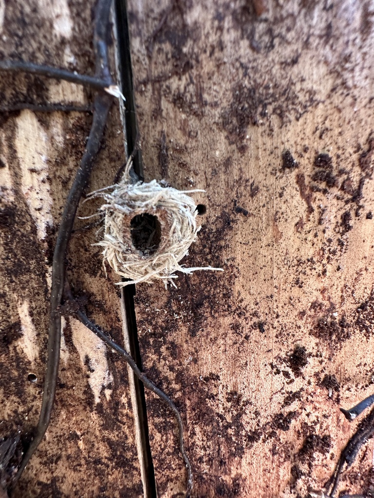 Ribbed Pine Borer from Grand Rapids, MI, US on February 24, 2024 at 04: ...