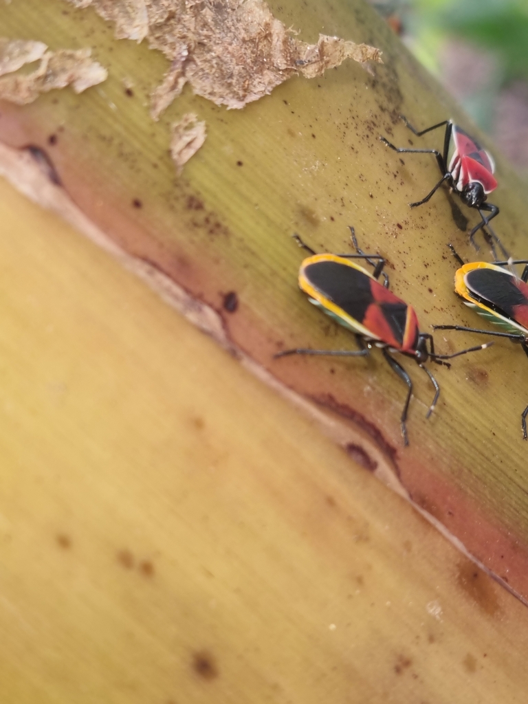 Harlequin Red Bug from Irrewarra VIC 3249, Australia on March 3, 2024 ...