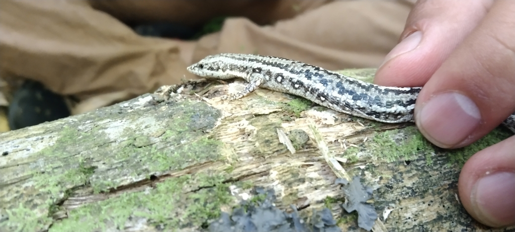 Diamond Anadia from Pitalito, Huila, Colombia on January 10, 2024 at 10 ...