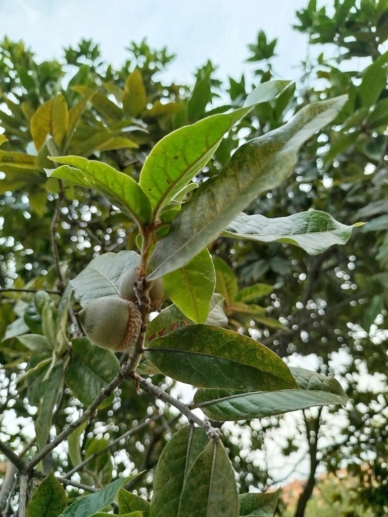 Andean oak in February 2024 by Isabel Cristina Restrepo Carvajal ...