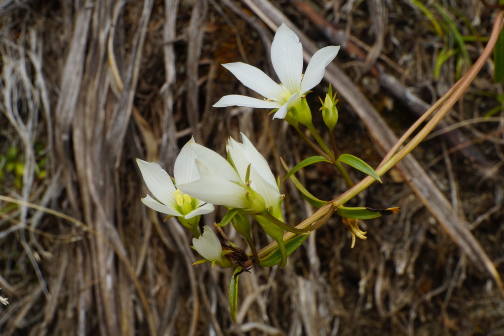 dwarf gentians from Tasman District, Tasman, New Zealand on February 25 ...