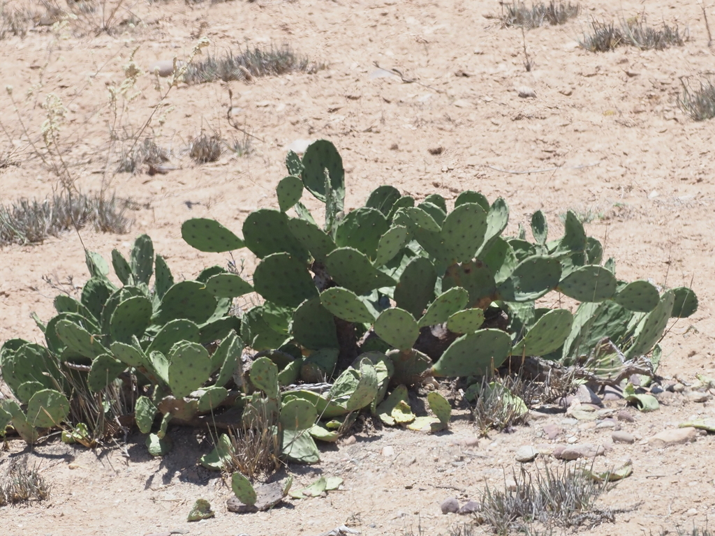 beach prickly pear from Bibala, Angola on October 22, 2023 at 12:12 PM ...