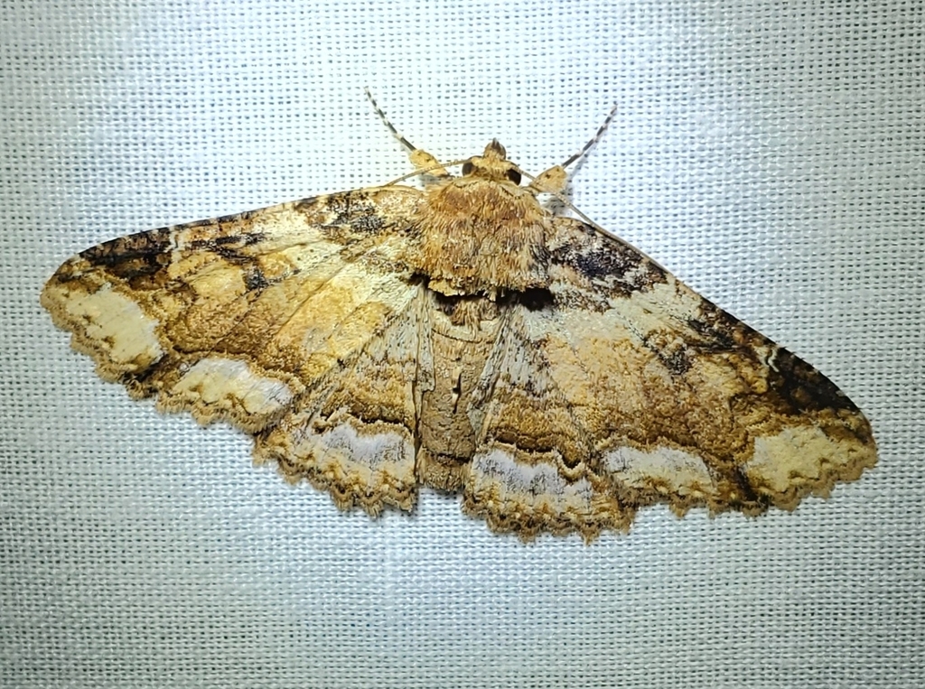 Colorful Zale Moth from Green Pond, SC 29446, USA on March 2, 2024 at ...