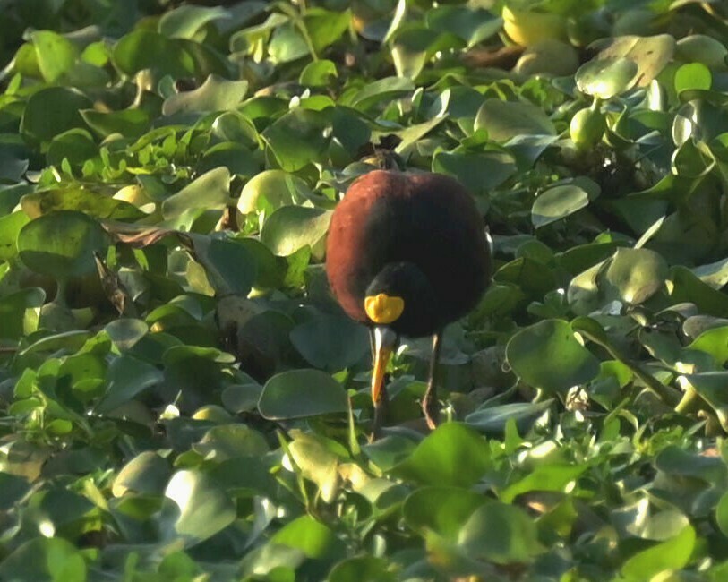 Northern Jacana from San Nicolas Lempa, El Salvador on March 2, 2024 at ...