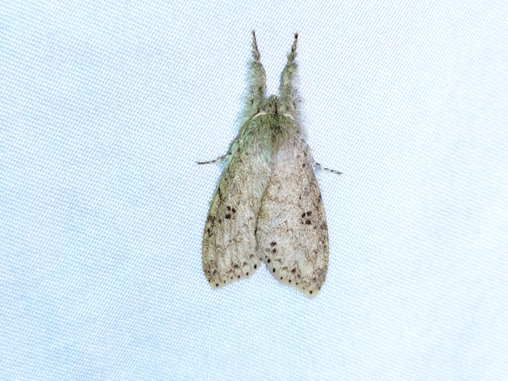 Calliteara angulata in January 2024 by 九天 · iNaturalist