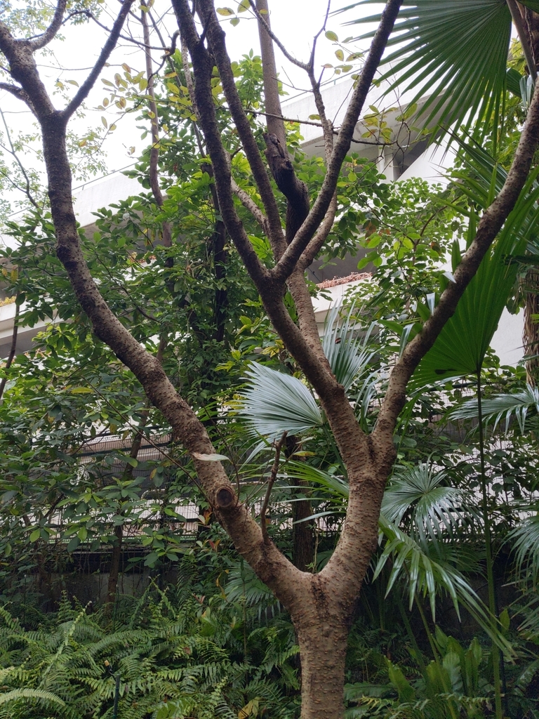Tassel Tree in March 2024 by Claire Liao · iNaturalist