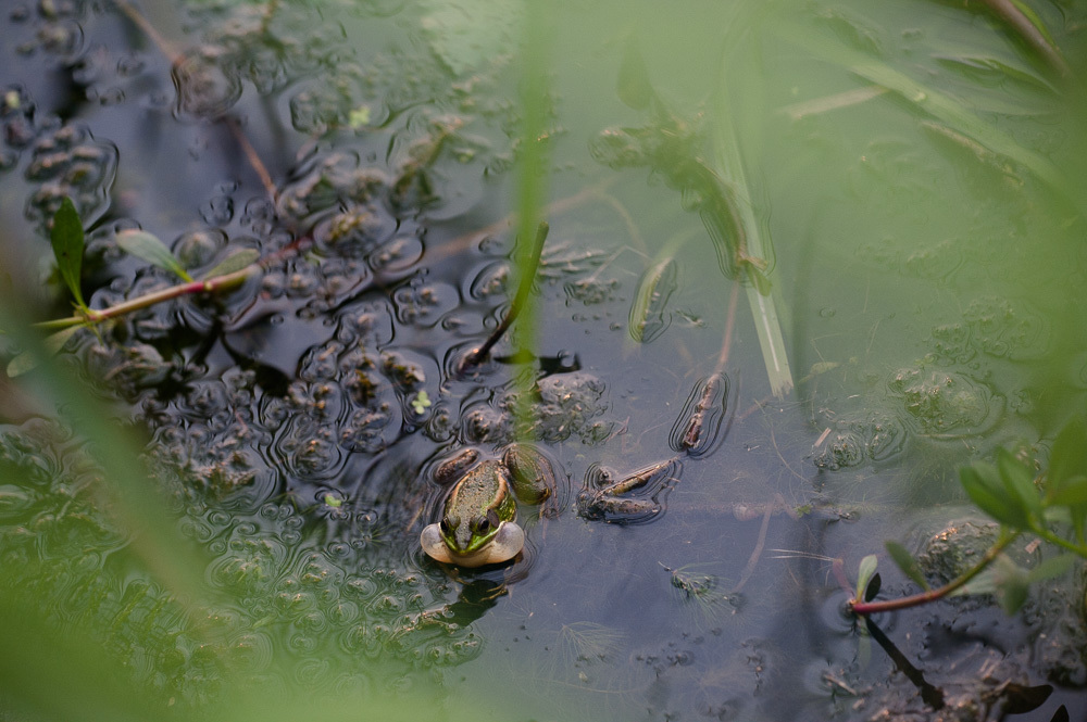 Water Frogs from West Lake, Hangzhou, China on July 6, 2011 at 05:03 PM ...
