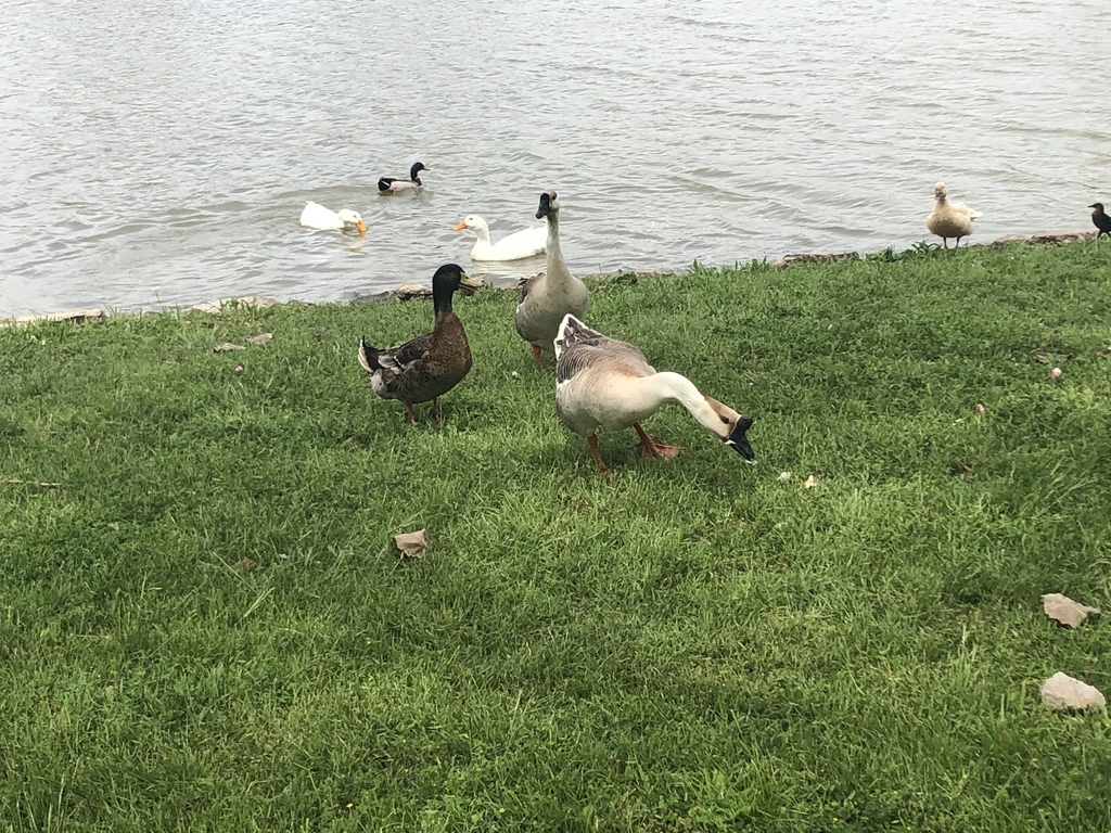 Domestic Swan Goose from Murphy Park, Taylor, TX, US on April 22, 2019 ...