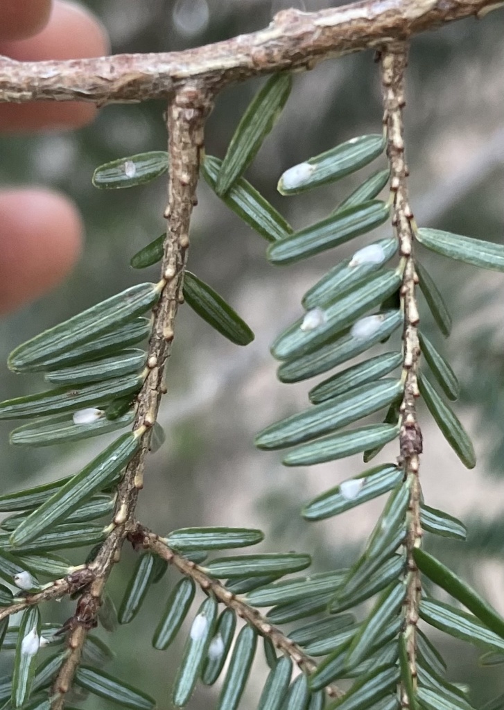 pine needle scale from Sleeping Bear Dunes National Lakeshore, Empire ...