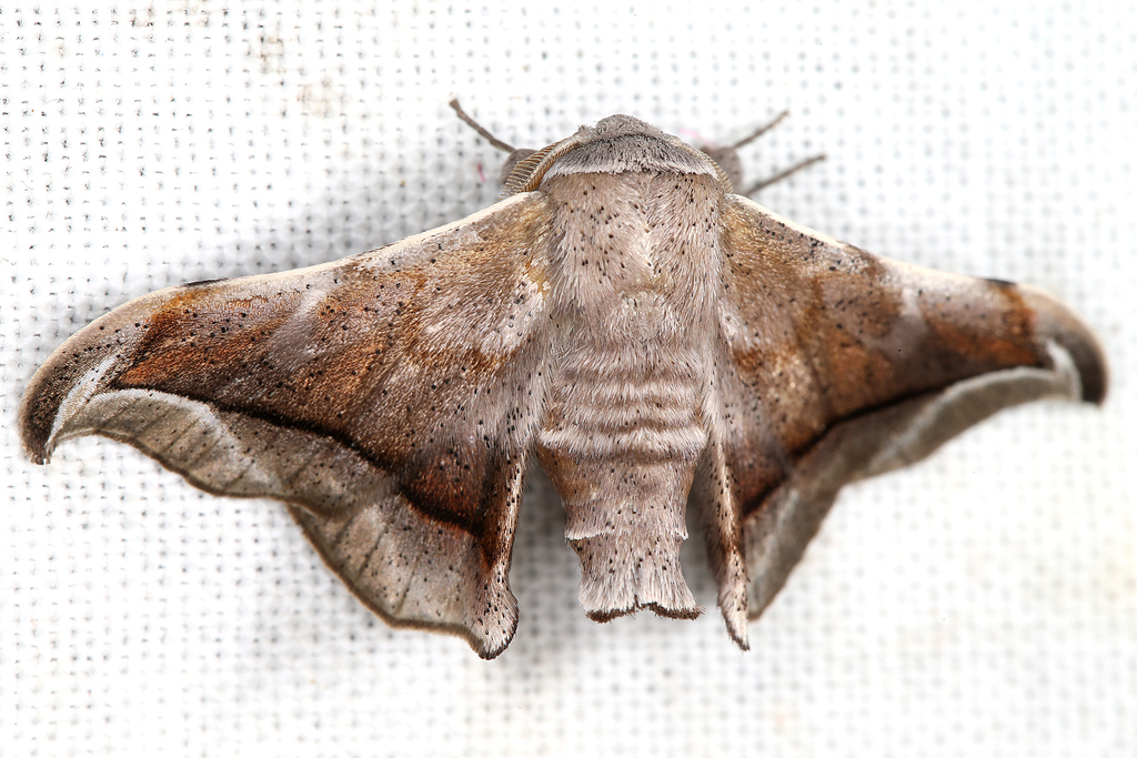 Menevia menapia from Costa Rica, El Copal on February 18, 2024 at 11:50 ...