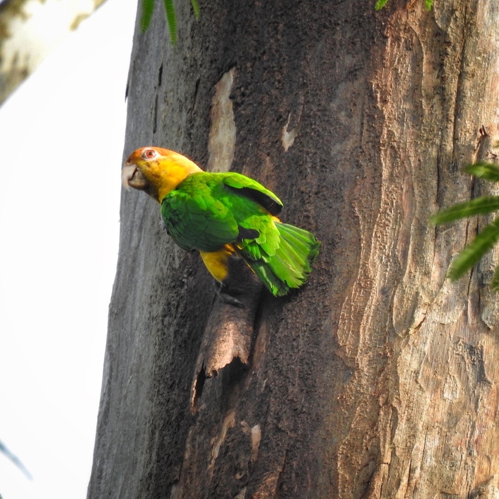 Black-legged Parrot in December 2023 by andreaclaire9. Black-legged ...