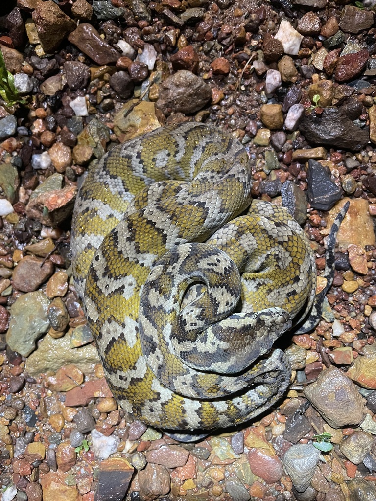 Darwin Carpet Python from Parc national Litchfield, Litchfield Park, NT ...