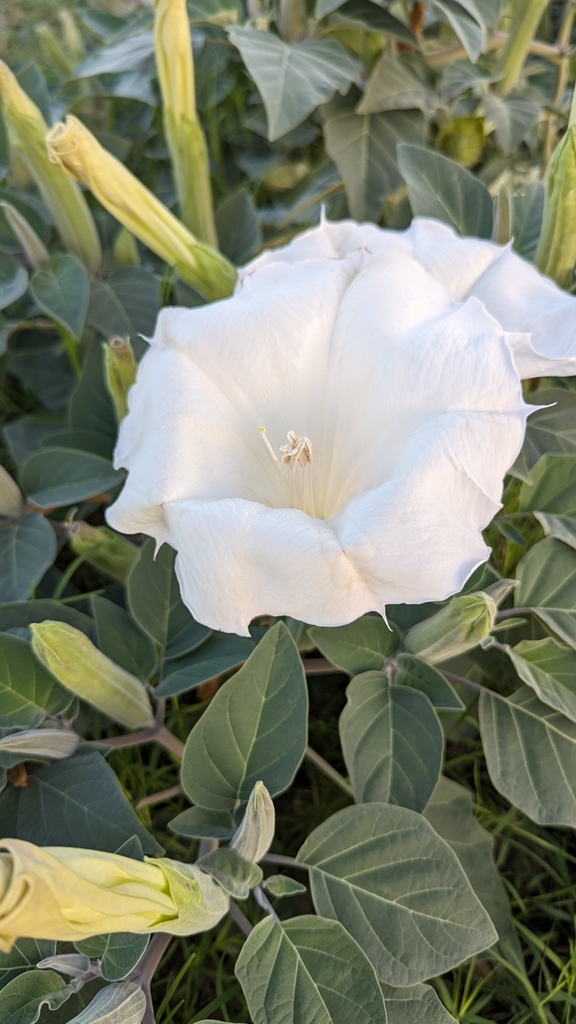 Sacred Datura from Bratton Park, TX 78728, USA on September 22, 2023 at ...
