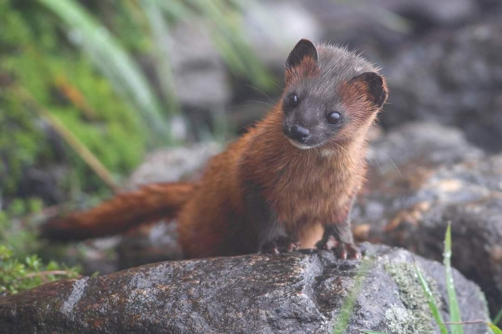 Siberian Weasel from Phadamchen, Sikkim 737131, India on April 22, 2016 ...