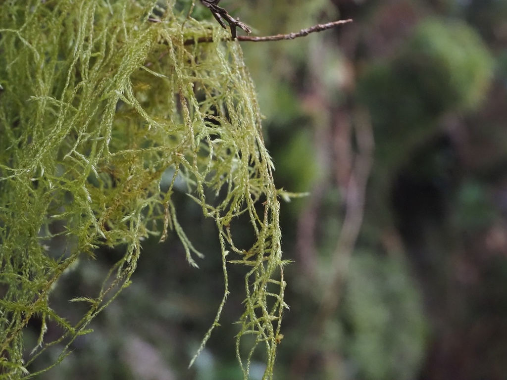 Barbella flagellifera in February 2024 by hidehiko_i. パピラはひとつ · iNaturalist