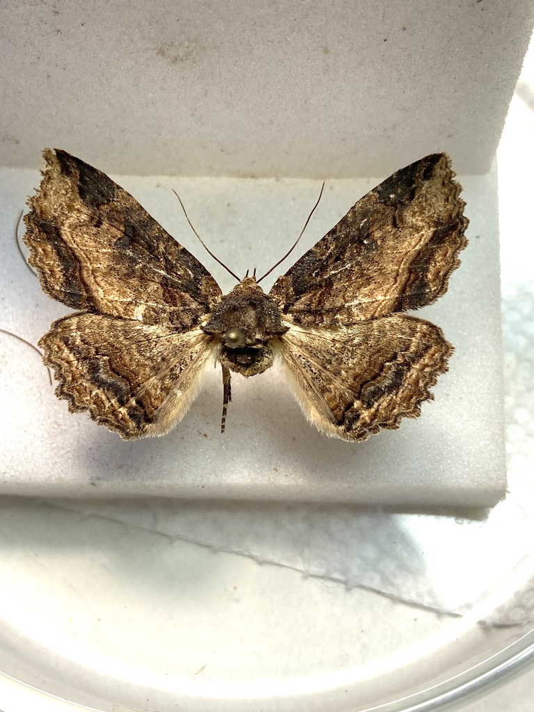 Colorful Zale Moth from Macon County, US-NC, US on June 16, 2022 at 11: ...
