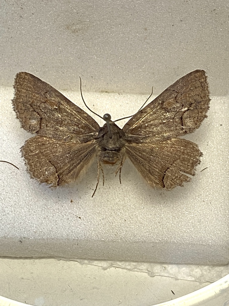 Zale buchholzi from Anne Arundel County, US-MD, US on April 21, 2023 at ...