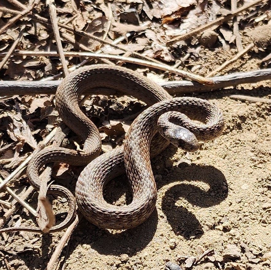 DeKay's Brownsnake in March 2024 by Jason Christenson · iNaturalist