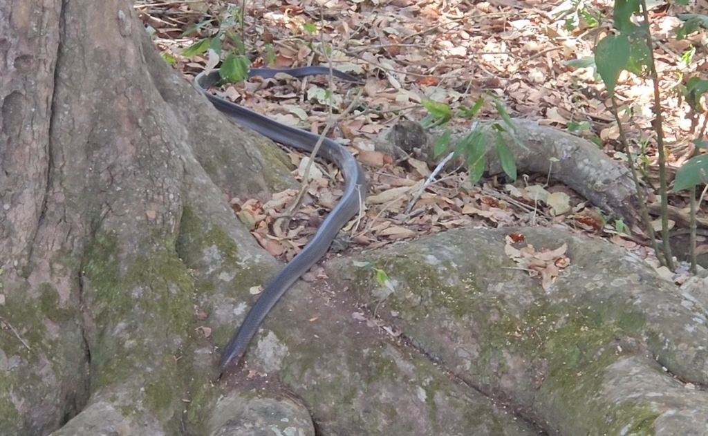 Central American Indigo Snake from 29103 Chis., México on March 3, 2024 ...