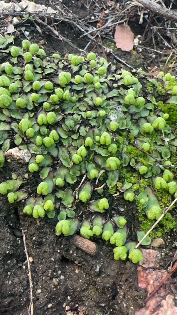 California asterella from Warner Springs on February 22, 2024 at 05:17 ...