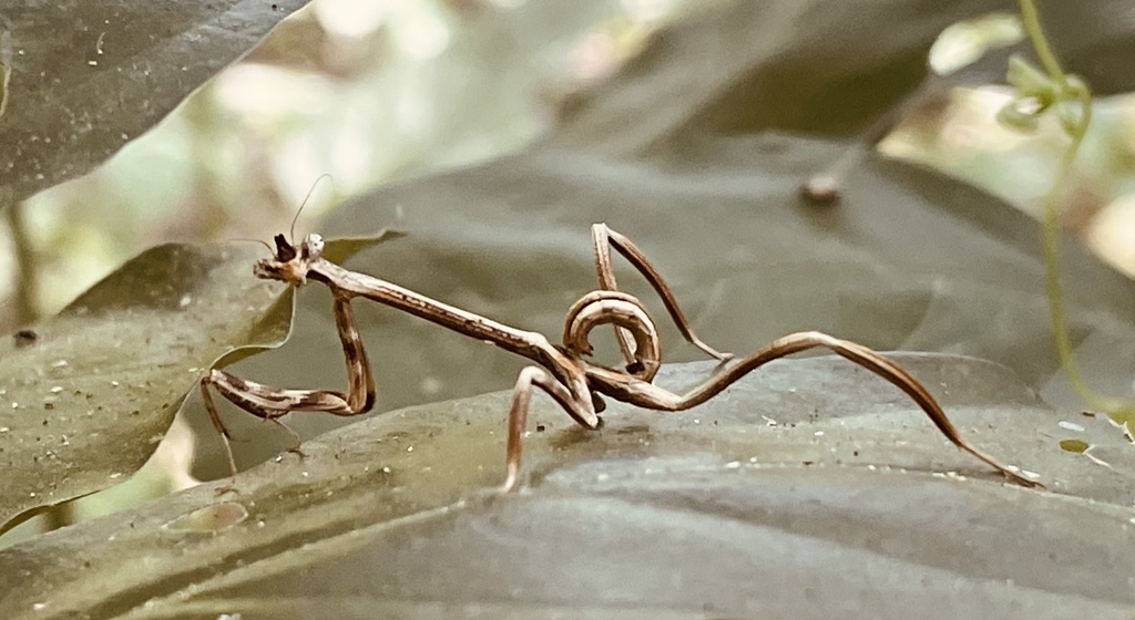 Texas Unicorn Mantis from Dibulla, Dibulla, La Guajira, CO on March 3 ...